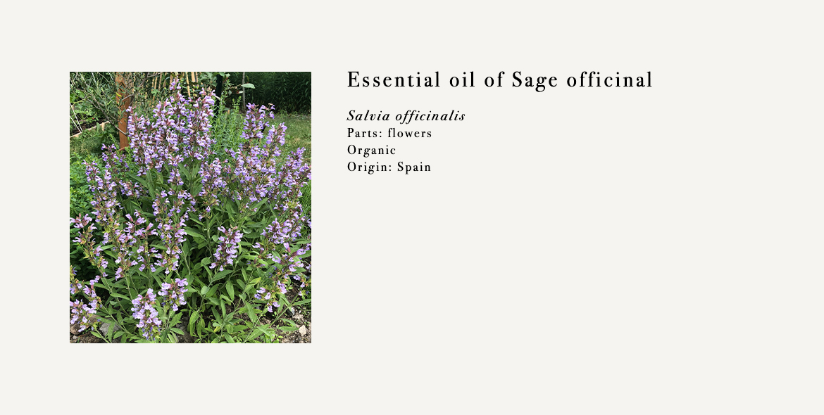 Essential Oils and essential oils diffuser | ZAYAT AROMA